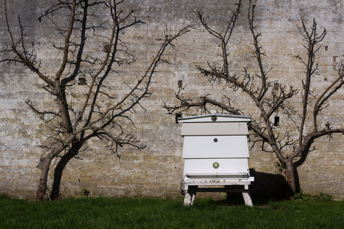 Meet Pete: Our humble beekeeper – Beeble Co